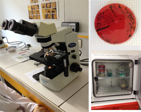 MICROBIO - Auréa AgroSciences, laboratoire d'analyses